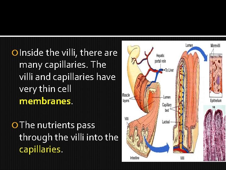 Lesson 11 How Body Systems Work Together The
