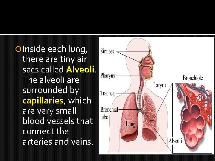 Lesson 11 How Body Systems Work Together The