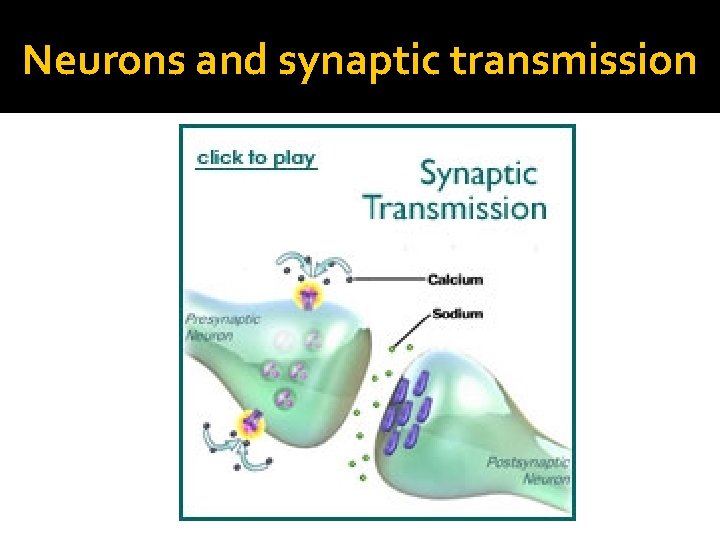 Biological Treatments for OCD Neurons and synaptic transmission