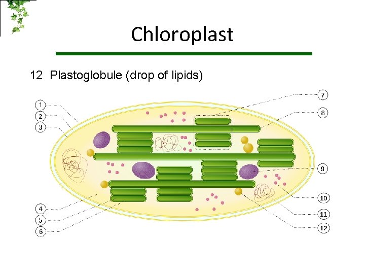 Biochemical Pathways Photosynthesis Photosynthesis What do we know