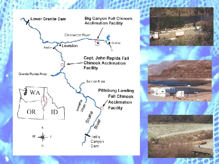 Fall Chinook Acclimation Project FCAP Overview Pittsburg Landing