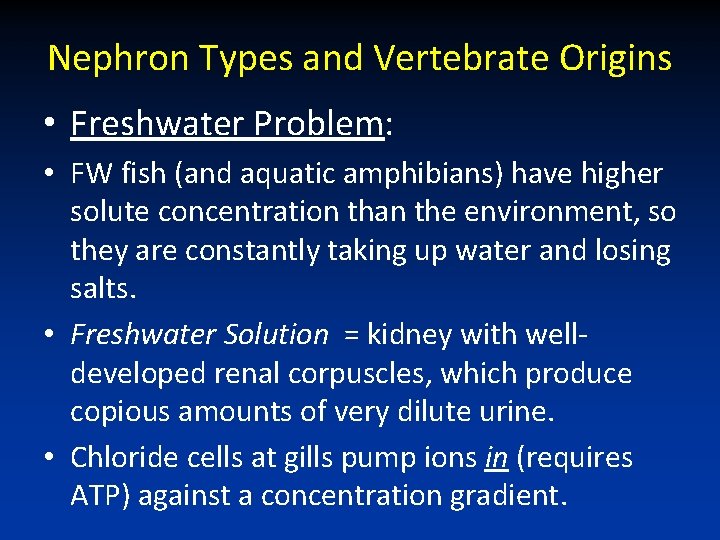 Excretory System Includes kidneys and associated ducts Excretory