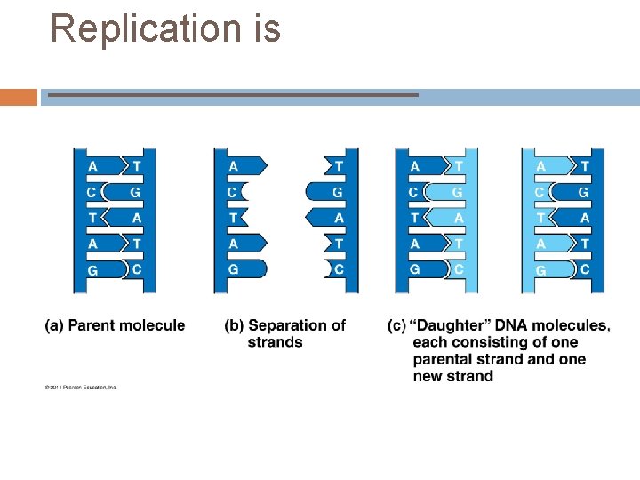 THE MOLECULAR BASIS OF INHERITANCE Chapter 16 What