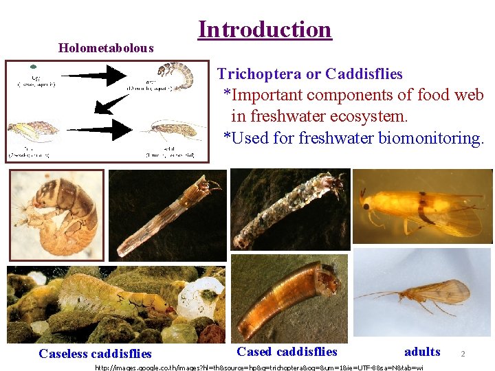 Holometabolous Introduction Trichoptera or Caddisflies Important ...