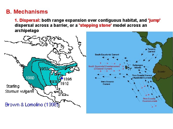 Patterns in Evolution II Morphological A Patterns B