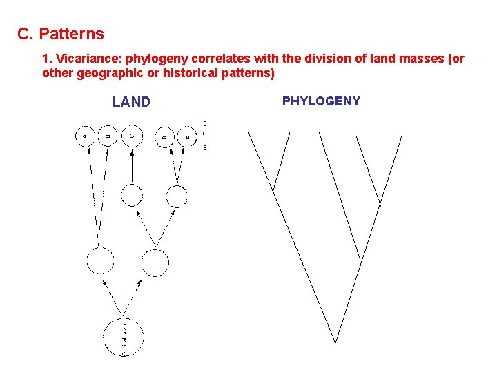 Patterns in Evolution II Morphological A Patterns B