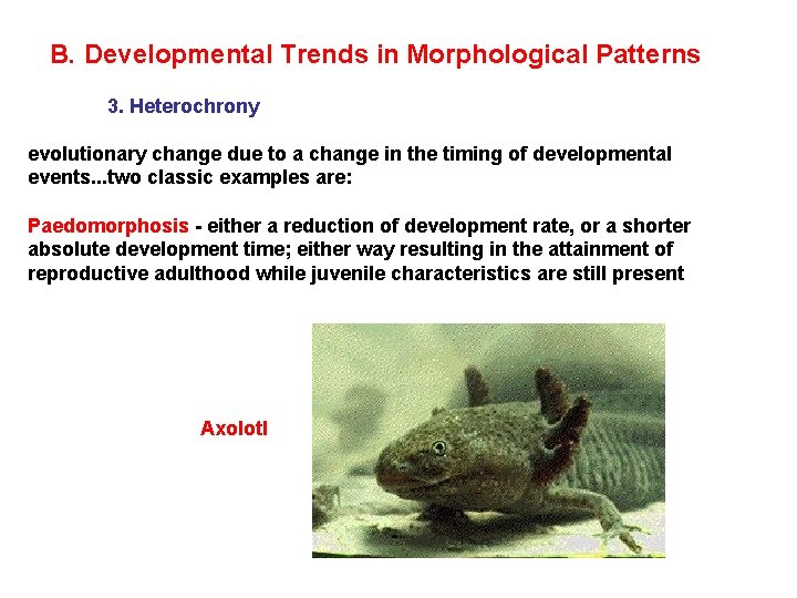 Patterns in Evolution II Morphological A Patterns B
