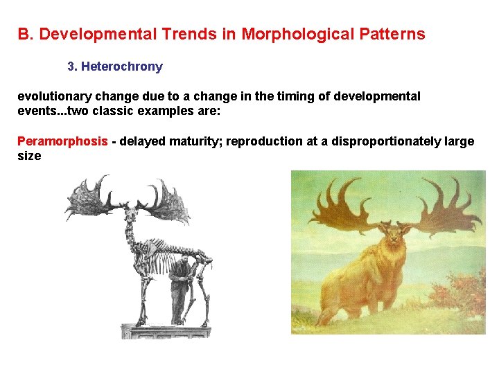 Patterns in Evolution II Morphological A Patterns B