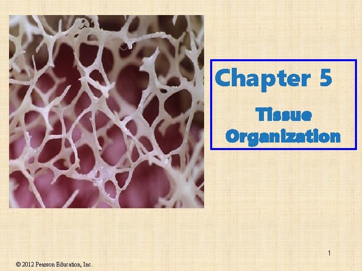 Chapter 5 Tissue Organization 1 2012 Pearson Education