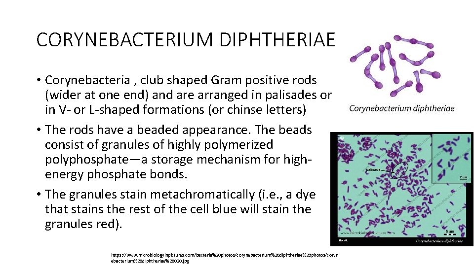 Bacterial infections of the respiratory system 3 By