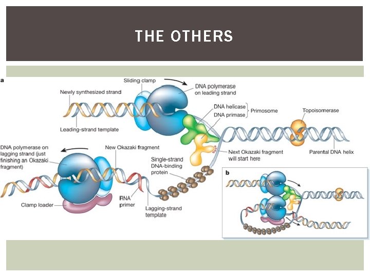 DNA REPLICATION AP Biology Ch 16 2 REMEMBER