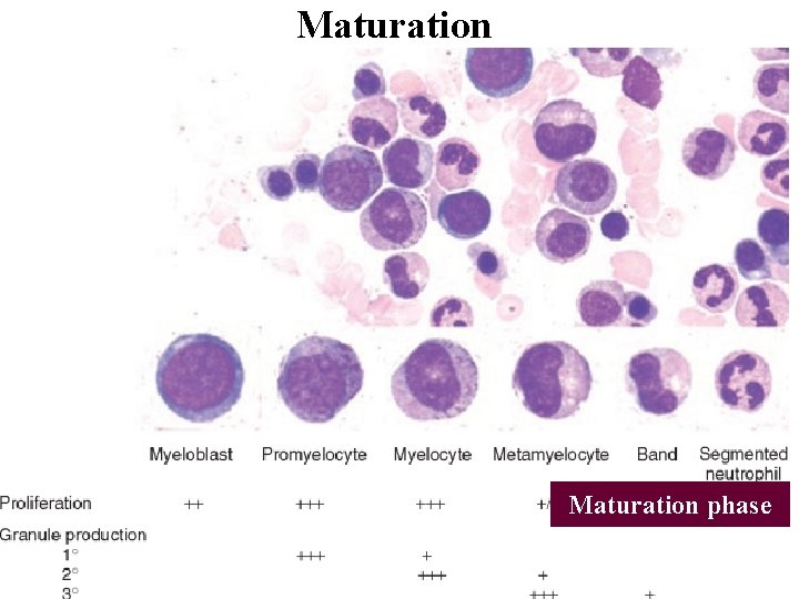 Overview Blood leukocyte Normal value of cell type