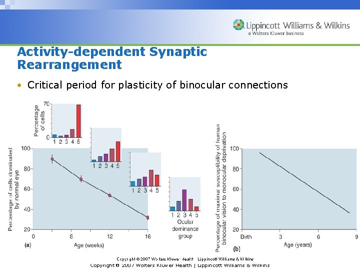 Neuroscience Exploring the Brain 3 e Chapter 23