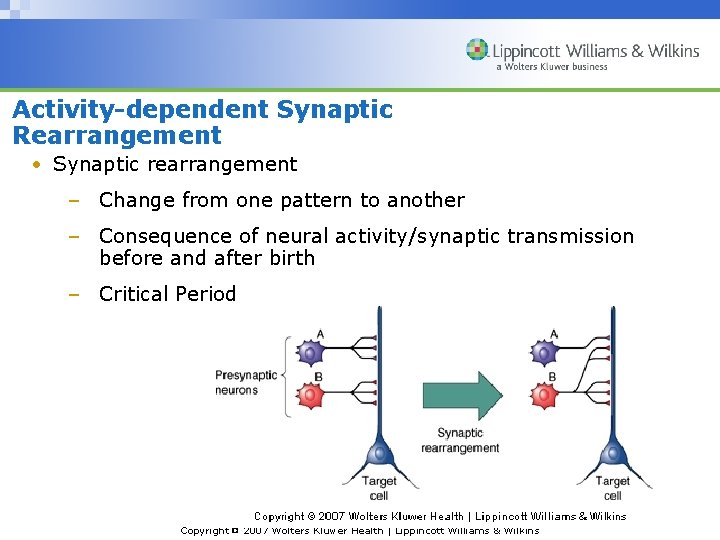 Neuroscience Exploring the Brain 3 e Chapter 23