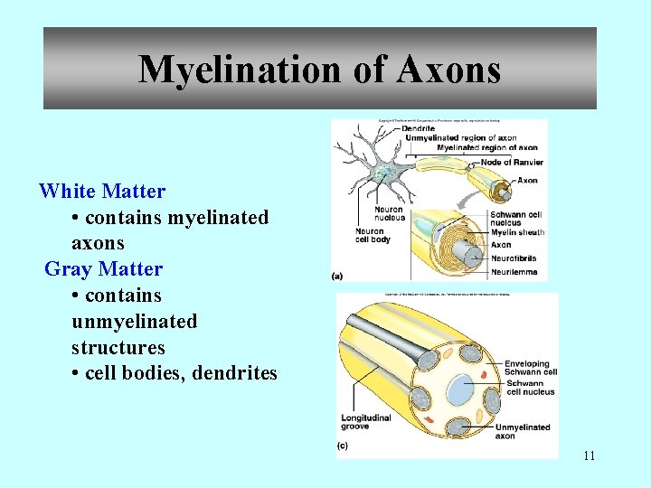 Chapter 10 Nervous System Organs Brain Spinal Cord
