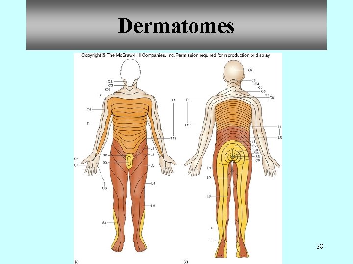 Chapter 10 Nervous System Organs Brain Spinal Cord