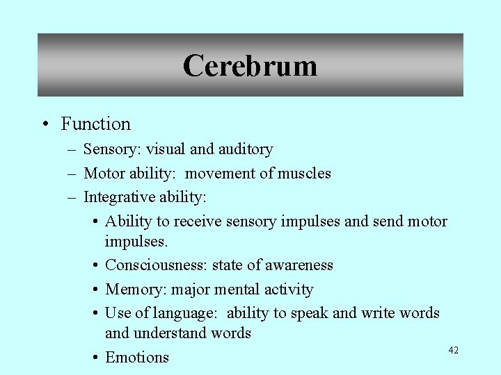 Chapter 10 Nervous System Organs Brain Spinal Cord