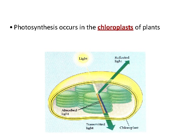 Cell Energy Photosynthesis and Respiration Energy Energy for