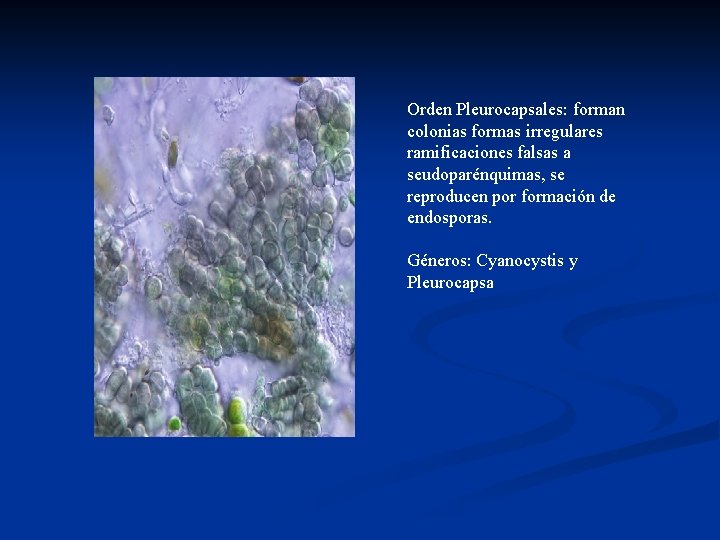 CARACTERISTICAS GENERALES Cyanophyta y Chlorophyta Clasificacin y tipos