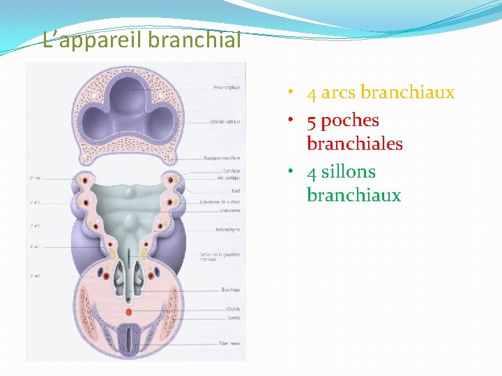 APPAREIL BRANCHIAL DR DOUS Plan dtude I Introduction