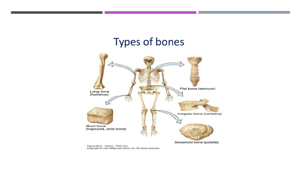 MUSCULOSKELETAL SYSTEM INTRODUCTION Bones Framework movement and protection