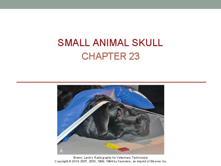 SMALL ANIMAL SKULL CHAPTER 23 Brown Lavins Radiography