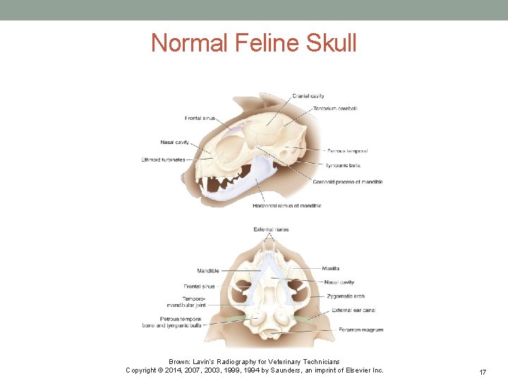 SMALL ANIMAL SKULL CHAPTER 23 Brown Lavins Radiography