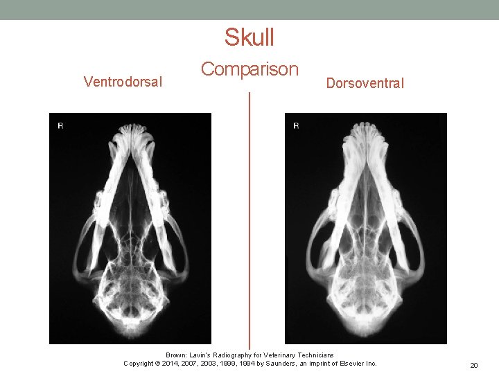 SMALL ANIMAL SKULL CHAPTER 23 Brown Lavins Radiography
