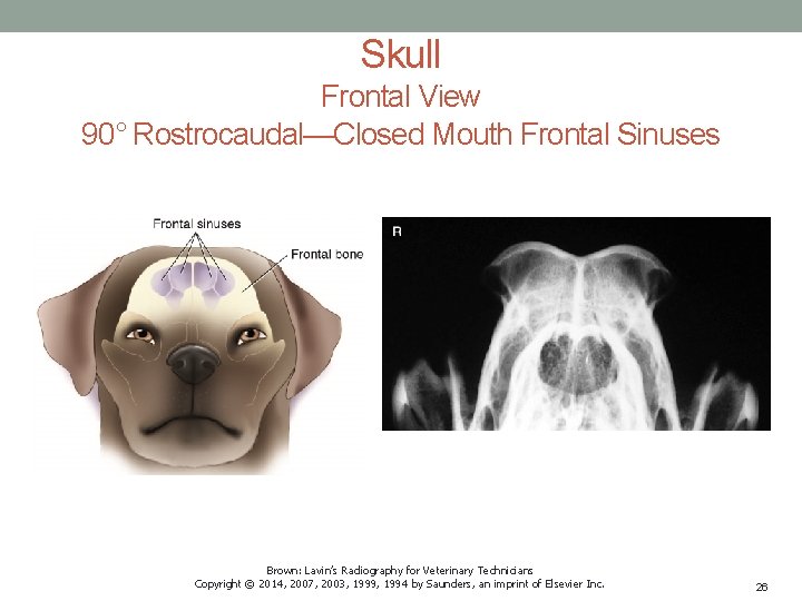 SMALL ANIMAL SKULL CHAPTER 23 Brown Lavins Radiography