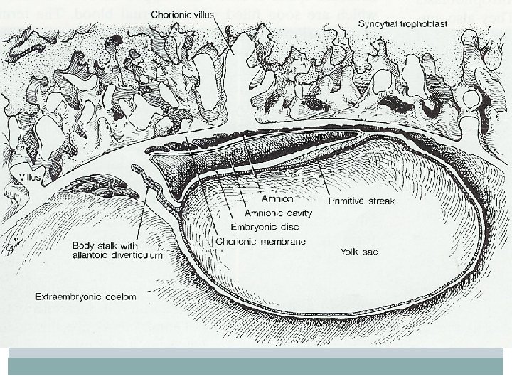 The Placenta and Fetal Membranes PRESENTED BY LT