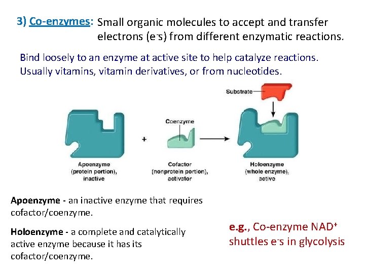 Enzymes are Proteins that act as Biological Catalyst