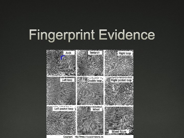 Fingerprint Evidence Solving the Mystery When police come