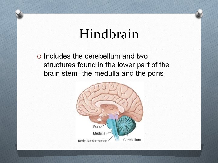 The Nervous System Brain and Endocrine System The