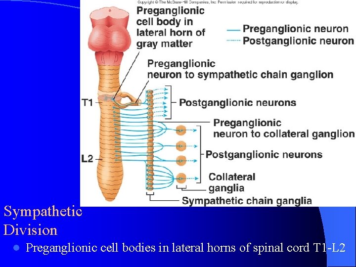 Section 5 Regulation of the Visceral Function by