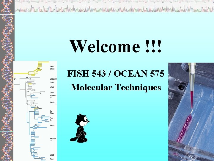 Welcome FISH 543 OCEAN 575 Molecular Techniques Introductions