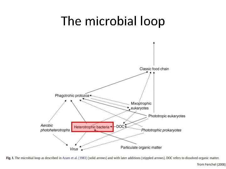 Growth rates of heterotrophic bacteria determined by 16