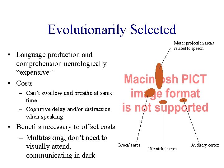Chapter 10 The Evolution of Language Language Language