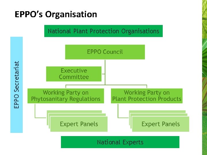 The European and Mediterranean Plant Protection Organization Presentation