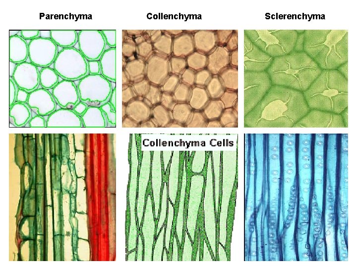 CHAPTER 6 TISSUES CLASS SUBJECT IX SCIENCE 1