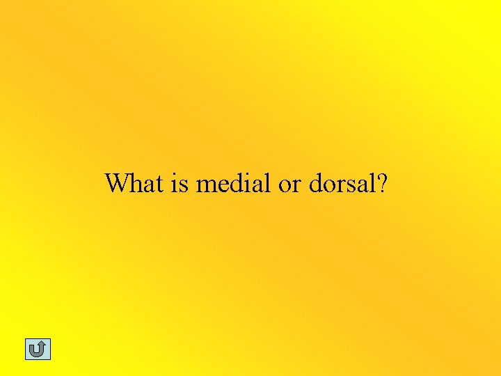 Sections Systems Directional Abdomino Body Functions Organs Terms