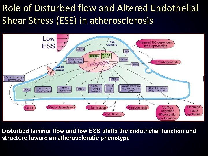 Vascular Restoration A Theoretical Advantage Between Bioabsorbable ...