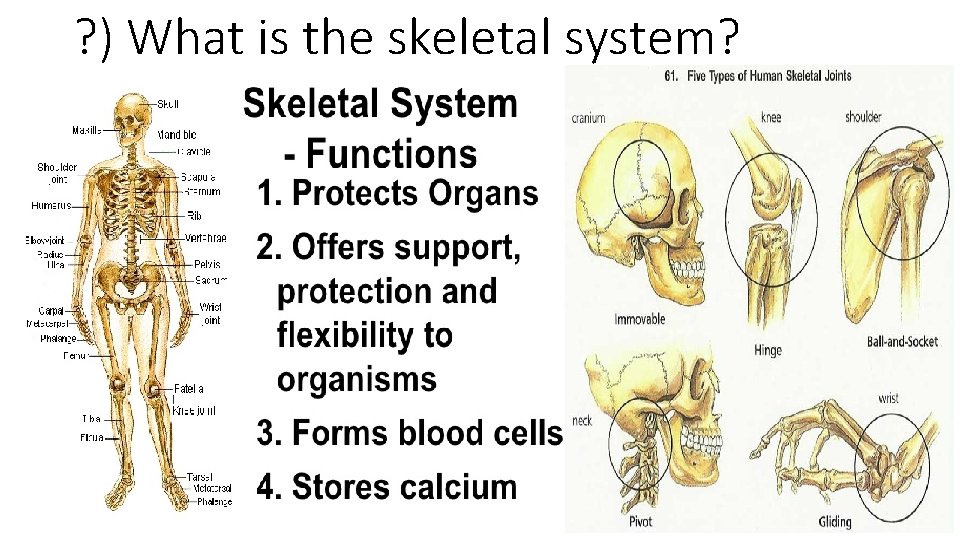 What is the integumentary system What is the
