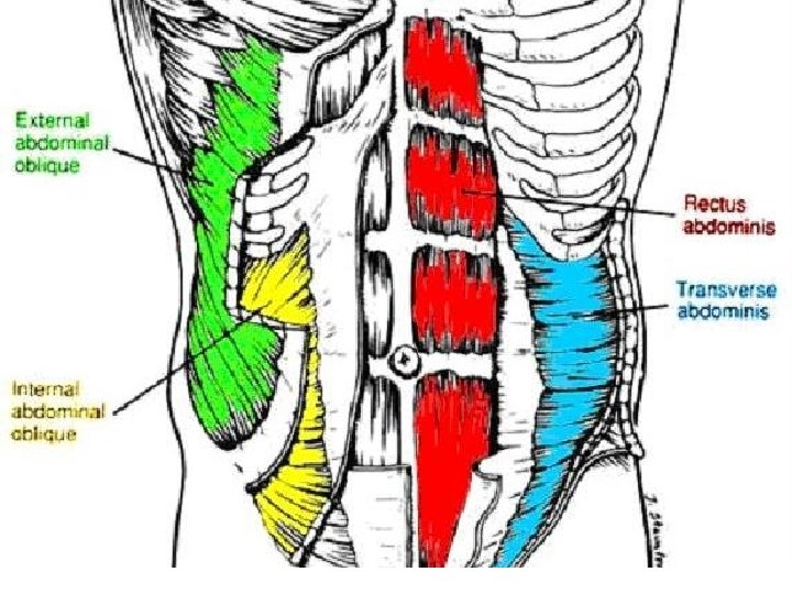 Abdomen Muscles of abdominal wall Rectus abdominusvertical midline