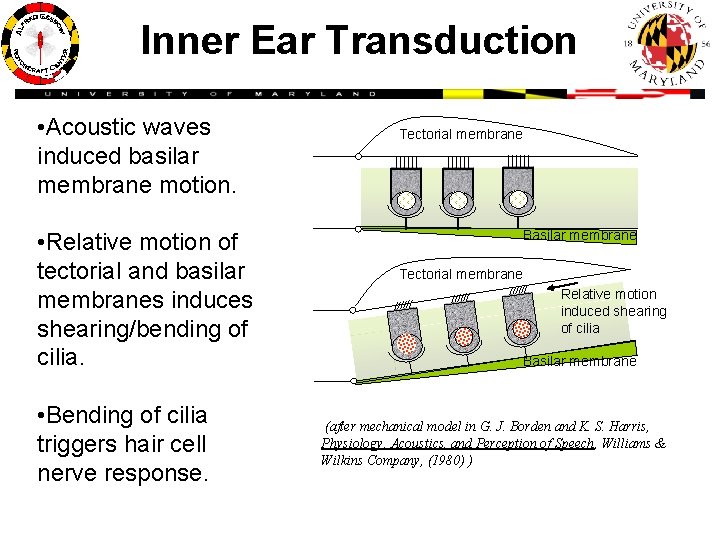 Biomemetic Systems Biomemetics The examination of natural systems