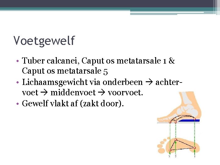 Presentatie enkel Floor Smit Inhoudsopgave Anatomie botten Anatomie