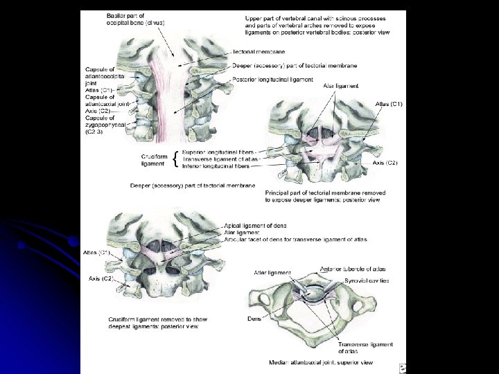 Rehabilitation of Neck Pain and Myofascial Pain Syndrome