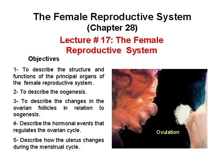 The Female Reproductive System Chapter 28 Lecture 17