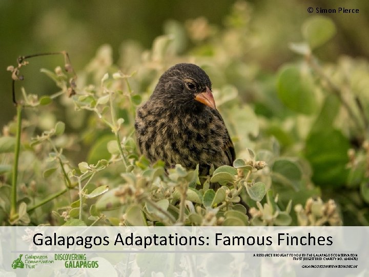 Simon Pierce Galapagos Adaptations Famous Finches A RESOURCE