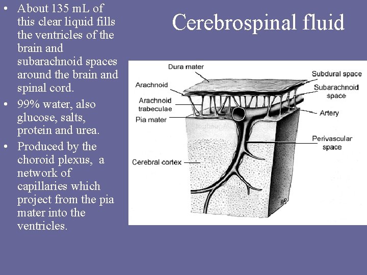 The Central Nervous System Brain and Spinal Cord