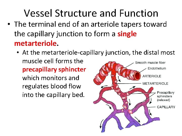 Vessel Structure and Function The terminal end of